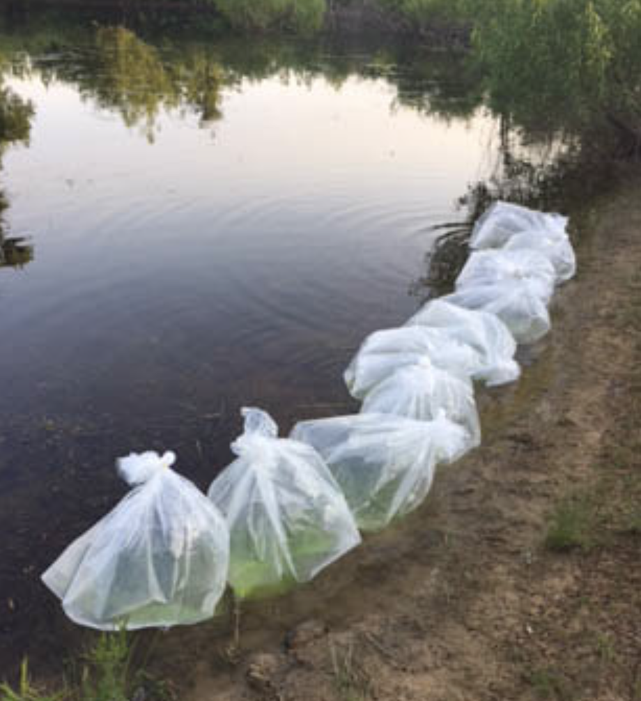 FISH INFO – ALABAMA FISH AND POND