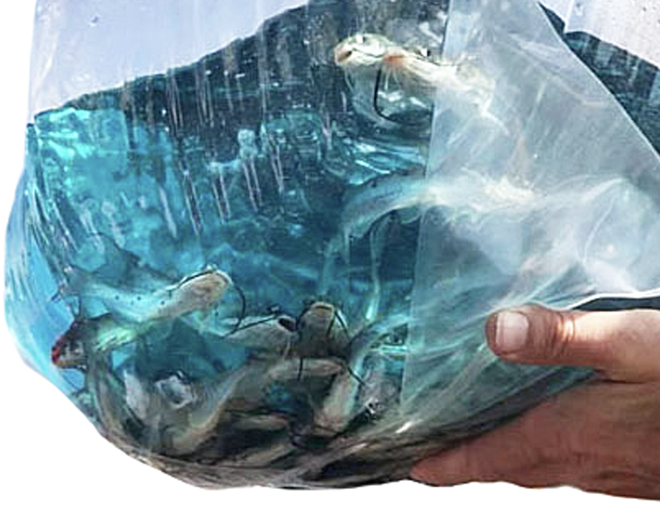 FISH INFO – ALABAMA FISH AND POND