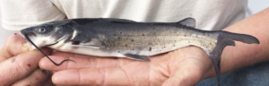 Channel Catfish Information – ALABAMA FISH AND POND