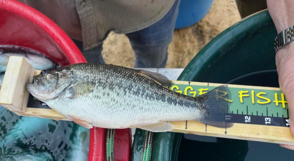 FISH INFO – ALABAMA FISH AND POND